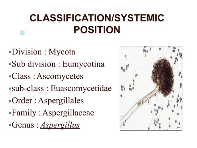 Life Cycle Of Aspergillus Ppt
