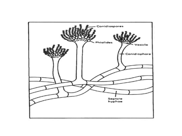 Life Cycle Of Aspergillus Ppt