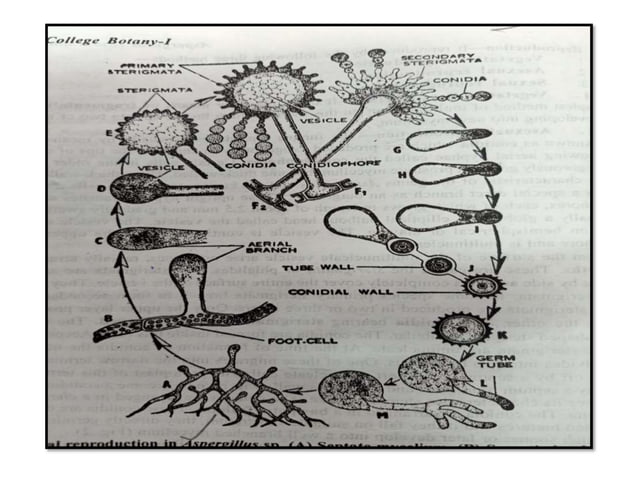Life Cycle Of Aspergillus Ppt