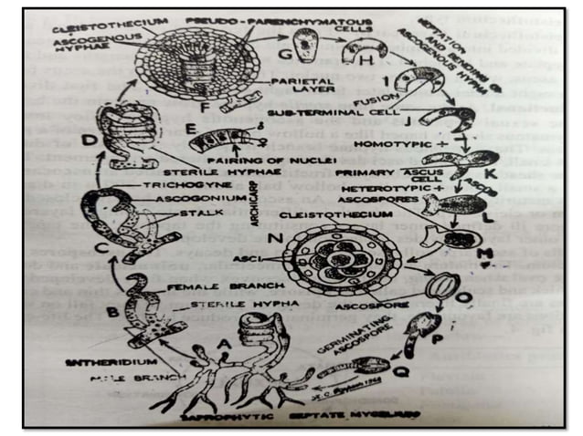 Life Cycle Of Aspergillus Ppt
