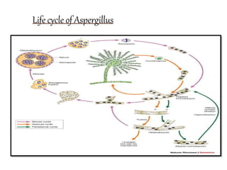 Aspergillus Diagram