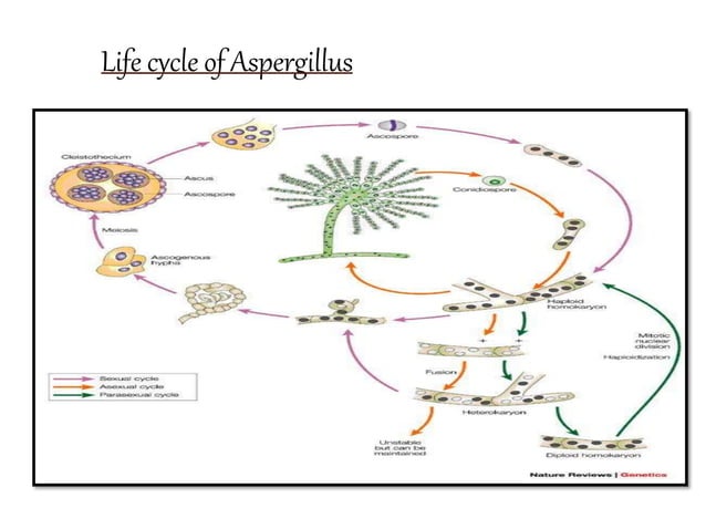 Life Cycle Of Aspergillus Ppt