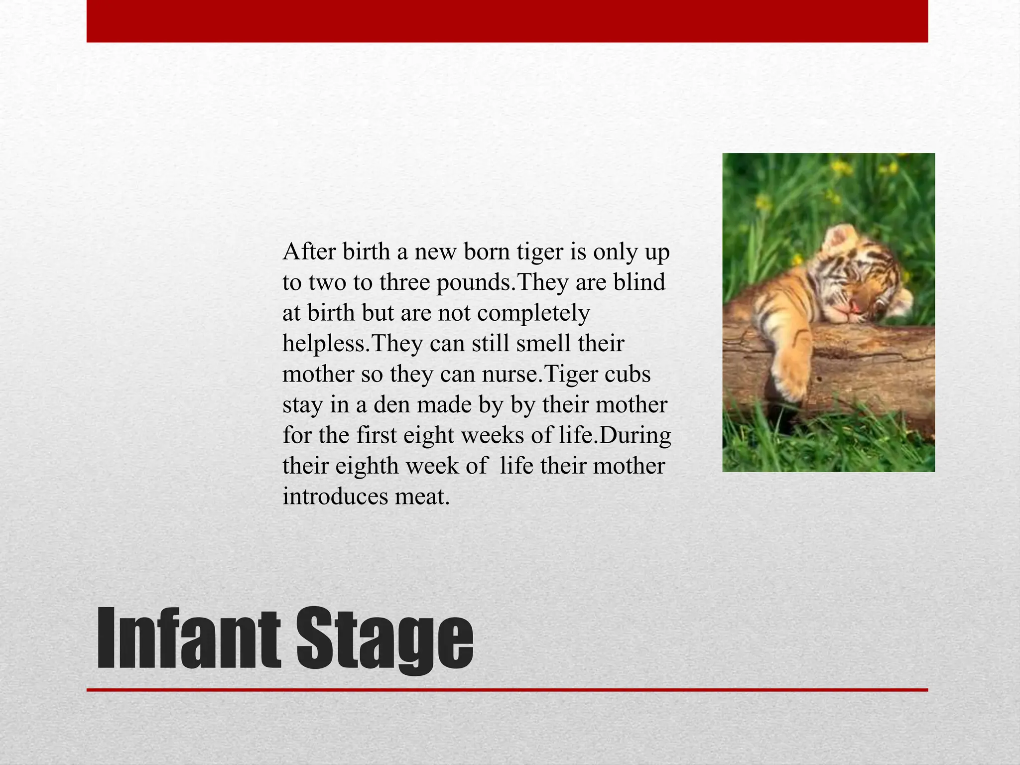 Life Cycle of a Tiger Nathan........pptx