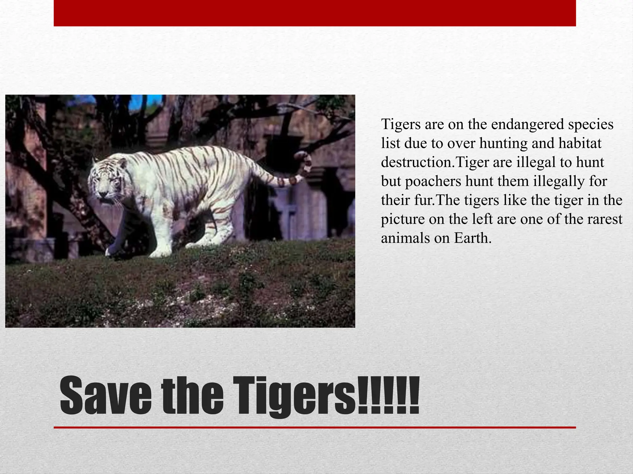 Life Cycle of a Tiger Nathan........pptx