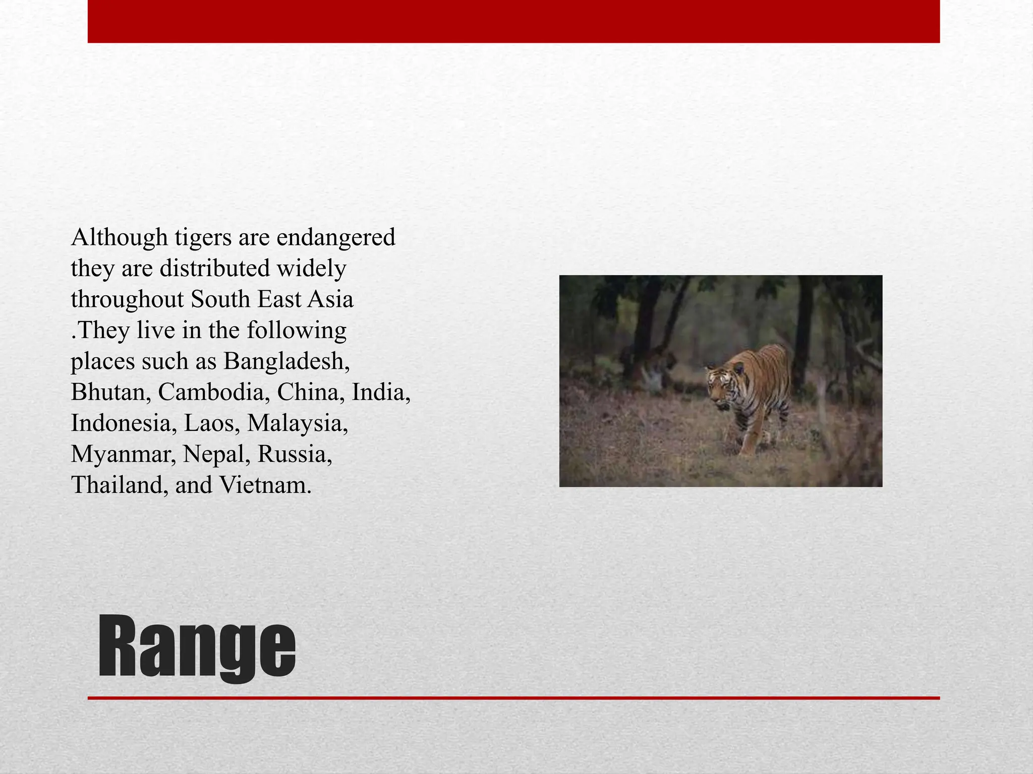 Life Cycle of a Tiger Nathan........pptx