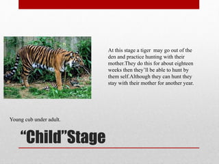 Life Cycle of a Tiger Nathan........pptx