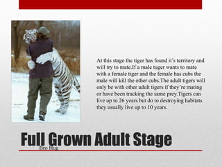 Life Cycle of a Tiger Nathan........pptx
