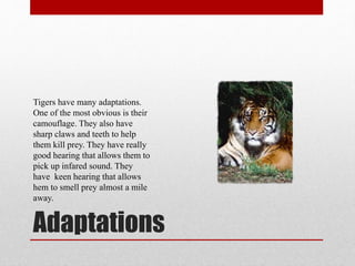 Life Cycle of a Tiger Nathan........pptx