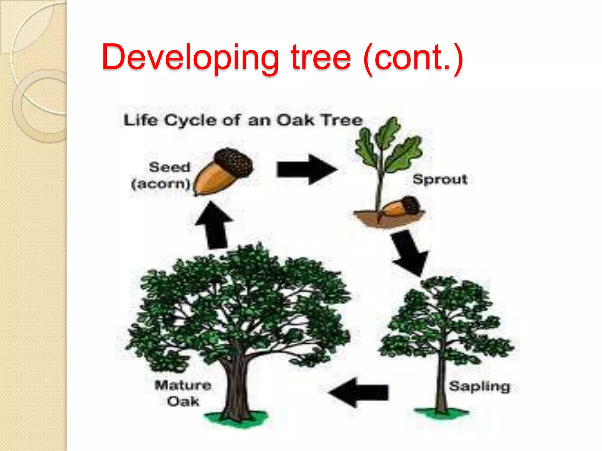 Lifecycle of a tree | PPTX