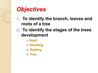 Lifecycle of a tree | PPTX