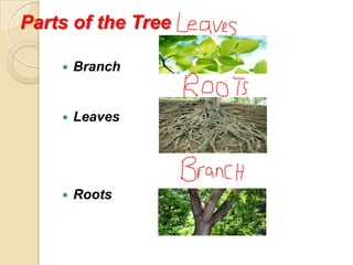 Lifecycle of a tree | PPTX
