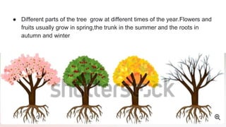 Life cycle of a tree | PPTX