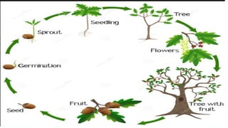 Life cycle of a tree | PPTX