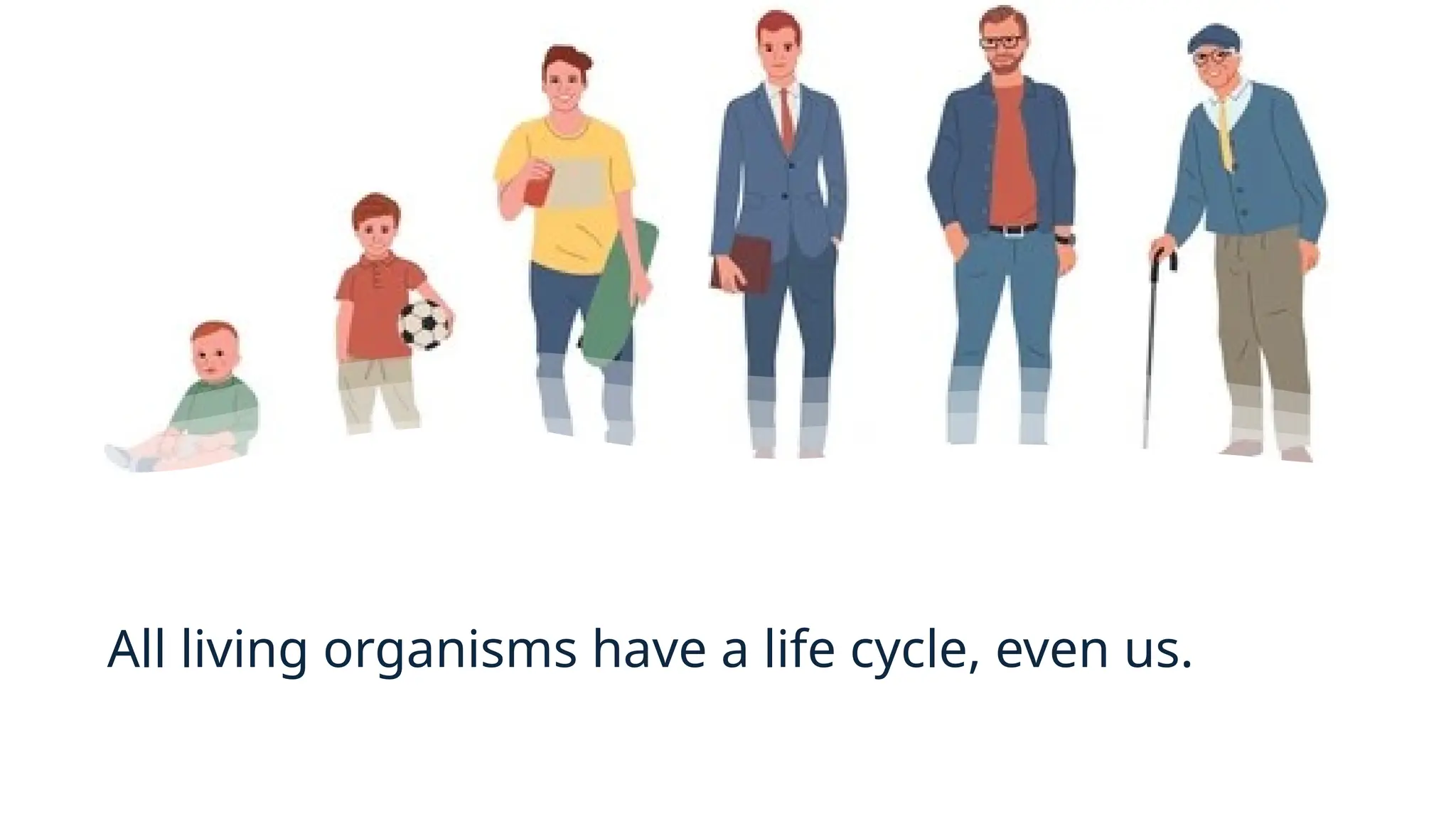 lesson 1 life cycle of birds science primary 2 | PPTX