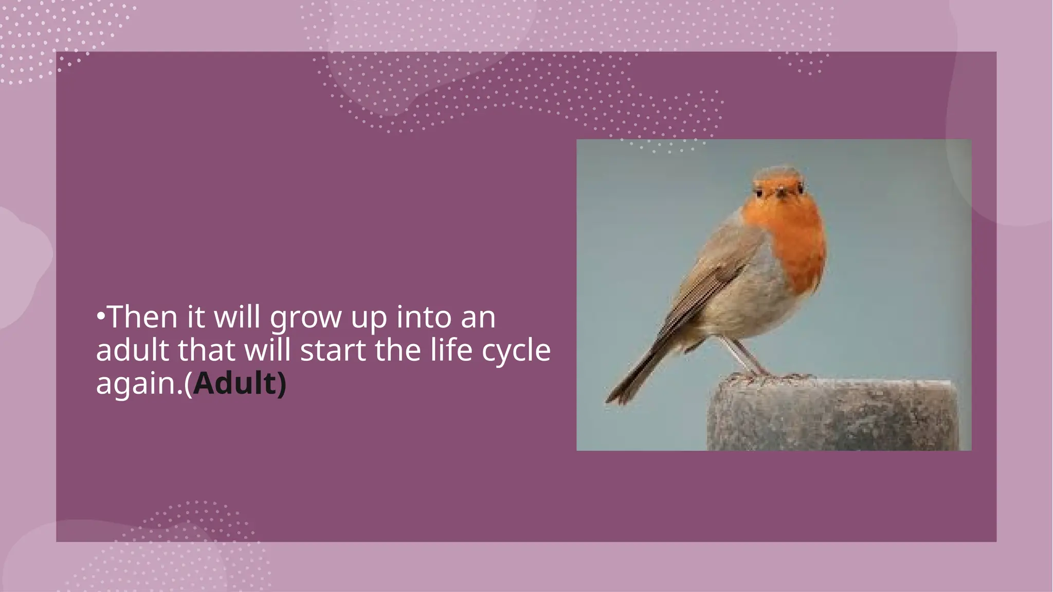 lesson 1 life cycle of birds science primary 2 | PPTX
