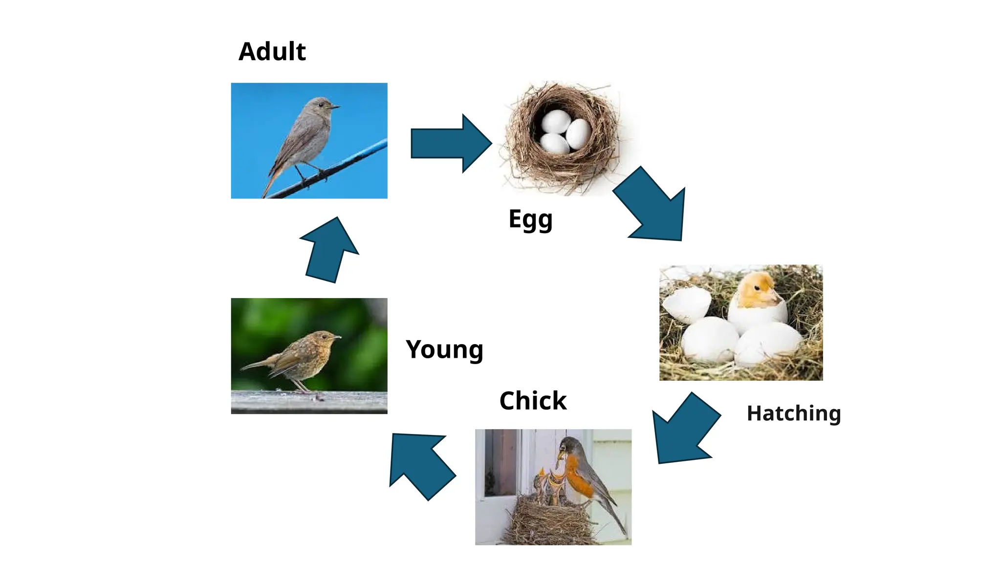 lesson 1 life cycle of birds science primary 2 | PPTX