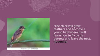 lesson 1 life cycle of birds science primary 2 | PPTX