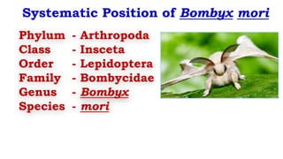 Life Cycle of Bombyx mori.pptx