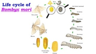 Life Cycle of Bombyx mori.pptx