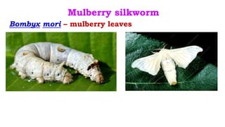 Silkworm Life Cycle Ppt