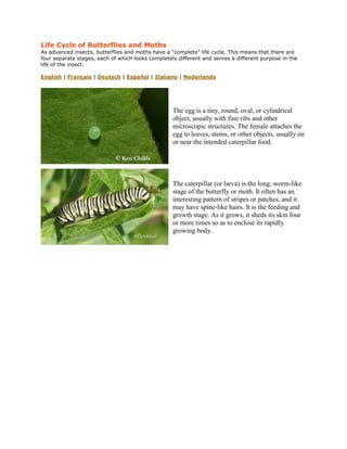 Life cycle of butterflies and moths | DOCX | Birdwatching | Hobbies ...