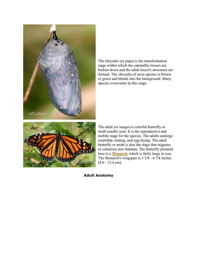Life cycle of butterflies and moths | DOCX | Birdwatching | Hobbies ...