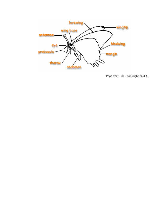 Life cycle of butterflies and moths | DOCX | Birdwatching | Hobbies ...