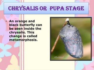 Lifecycle of butterfly | PPTX