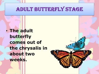 Lifecycle of butterfly | PPTX