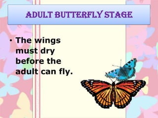 Lifecycle of butterfly | PPTX