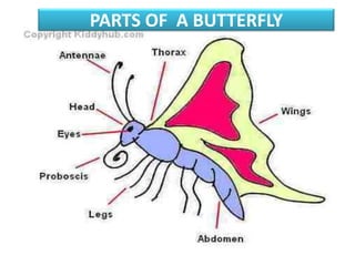Lifecycle of butterfly | PPTX