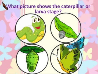 Lifecycle of butterfly | PPTX
