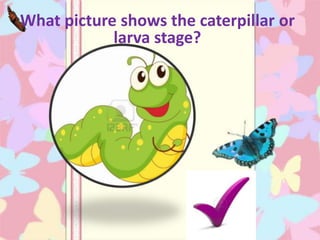 Lifecycle of butterfly | PPTX