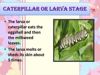 Lifecycle of butterfly | PPTX