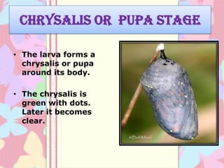 Lifecycle of butterfly | PPTX