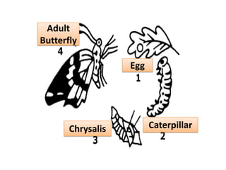 Blue Morpho Butterfly Life Cycle