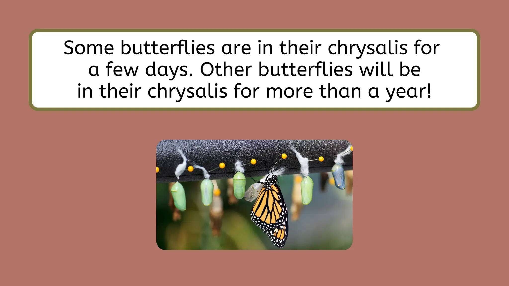 LIFE CYCLE OF BUTTERFLY FOR SCIENCE 4 2ND QUARTER.pdf