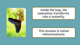 LIFE CYCLE OF BUTTERFLY FOR SCIENCE 4 2ND QUARTER.pdf