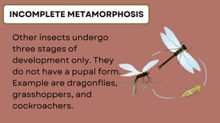 LIFE CYCLE OF BUTTERFLY FOR SCIENCE 4 2ND QUARTER.pdf