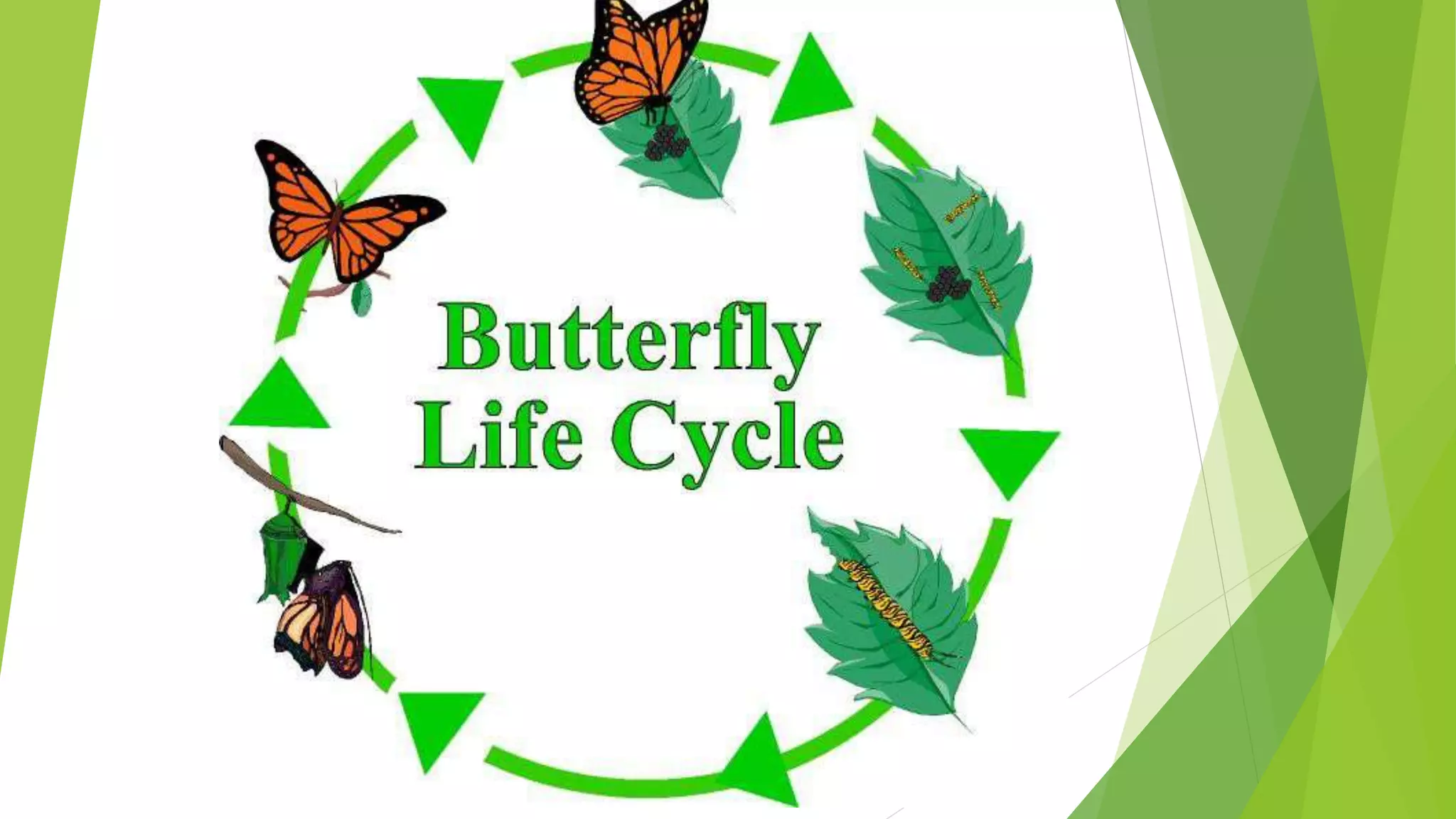 Good Example the Life Cycle of a Butterfly | PPT