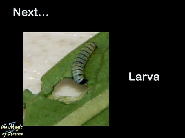 Life Cycle Of Butterlfy& Frog | PPT