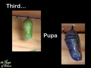 Life Cycle Of Butterlfy& Frog | PPT