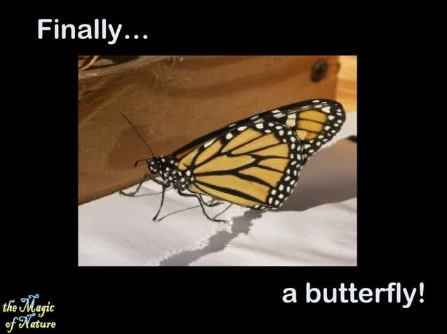 Life Cycle Of Butterlfy& Frog | PPT