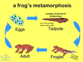 Life Cycle Of Butterlfy& Frog | PPT