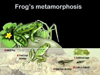 Life Cycle Of Butterlfy& Frog | PPT