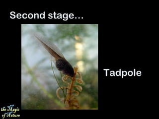 Life Cycle Of Butterlfy& Frog | PPT