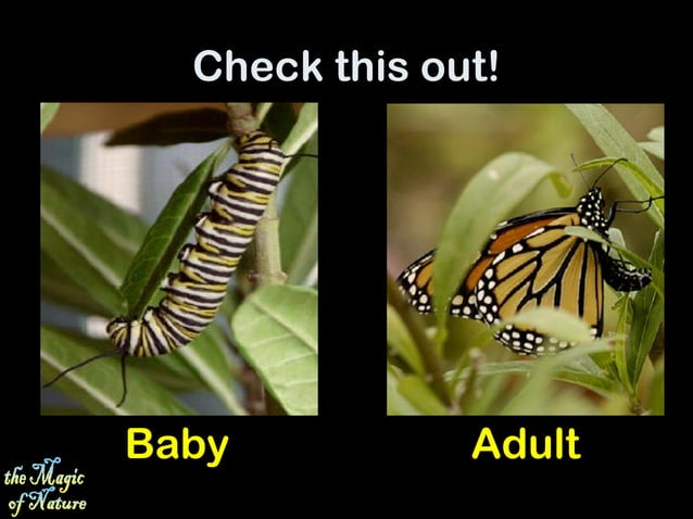 Life Cycle Of Butterlfy& Frog | PPT