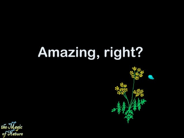 Life Cycle Of Butterlfy& Frog | PPT