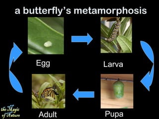 Life Cycle Of Butterlfy& Frog | PPT