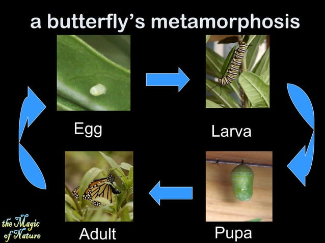 Life Cycle Of Butterlfy& Frog | PPT